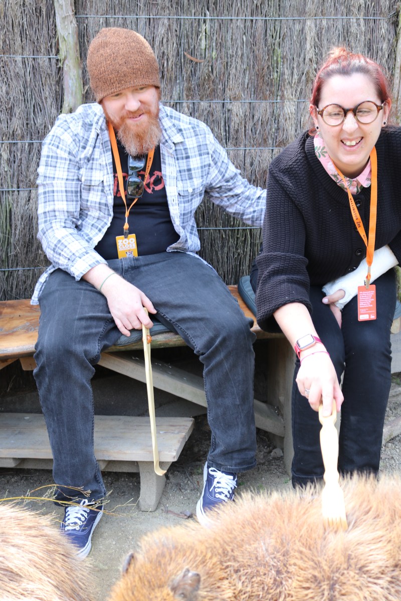 Capybara experience – Powered By Fondant Fancy